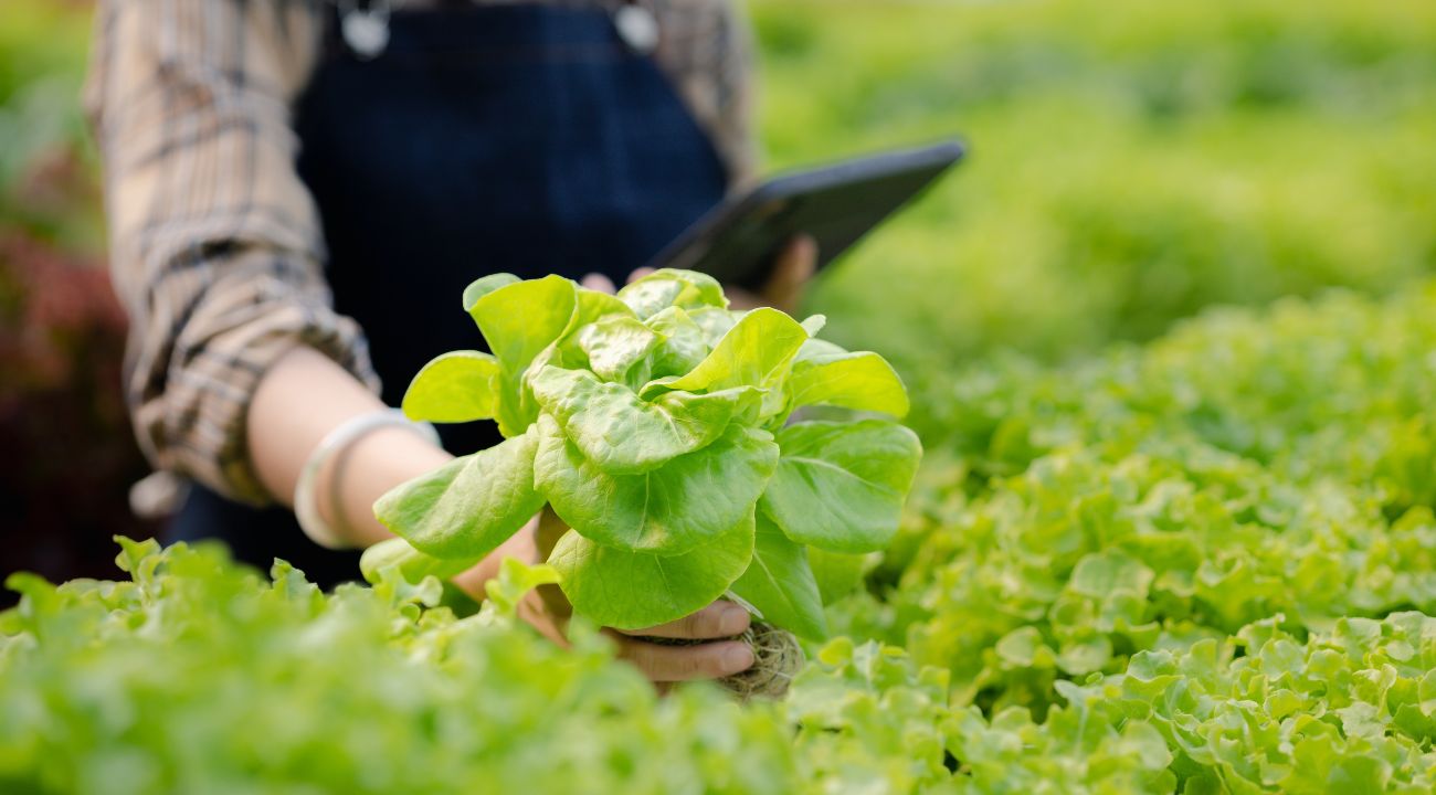 Voici les 4 légumes les plus contaminés par les pesticides “Cancérigène ...